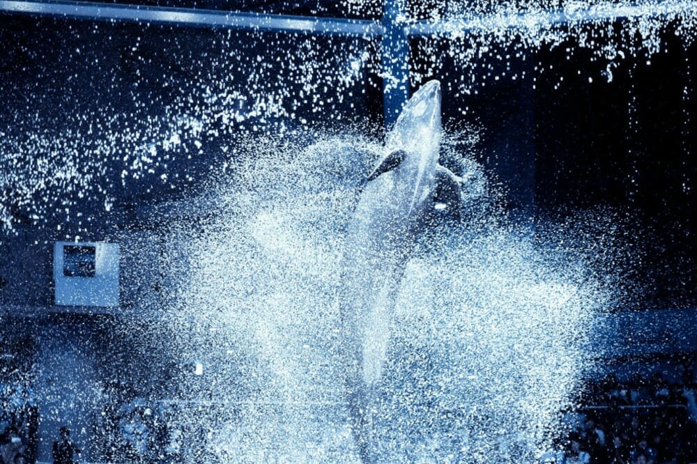 【レビュー】SIGMA 24-70mm F2.8 DG OS HSM│Art | jennic